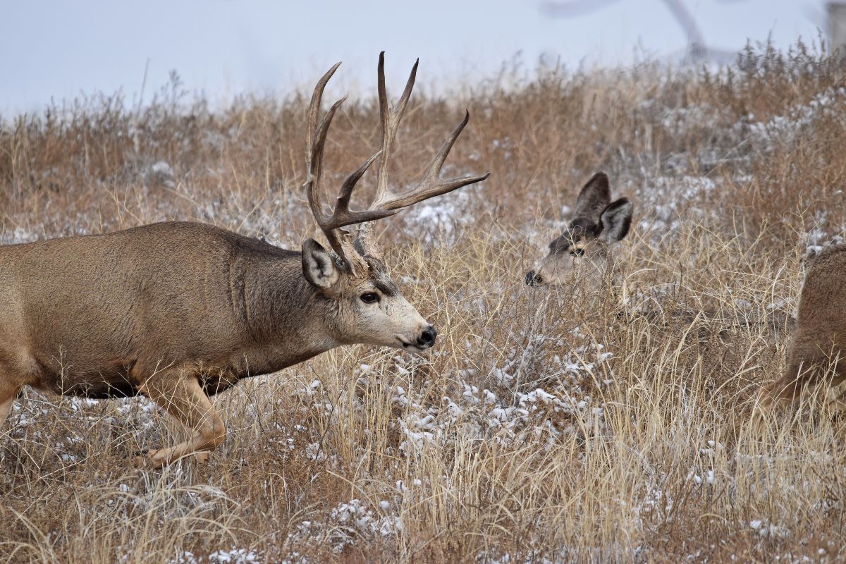 Remaining big game hunting licenses go on sale Tuesday ...