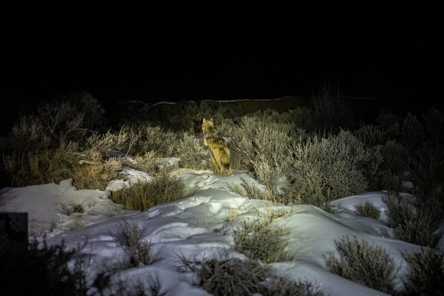 Inside the release of 5 wolves in Eagle County as 15 new predators land ...