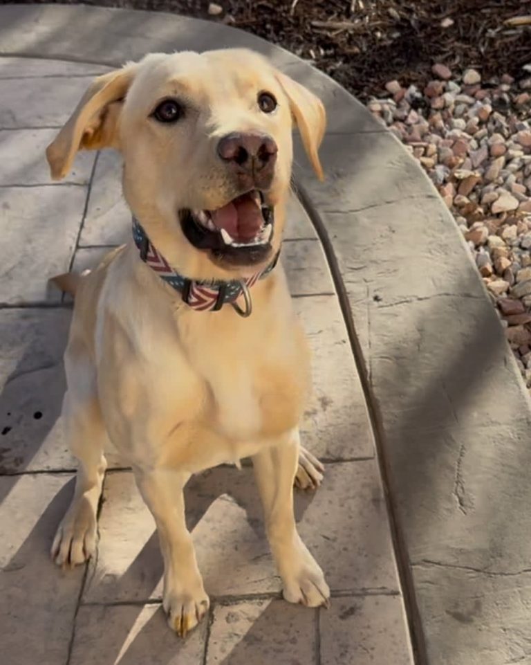 Moffat County Sheriff’s Office organizes fundraiser for new K-9 ...