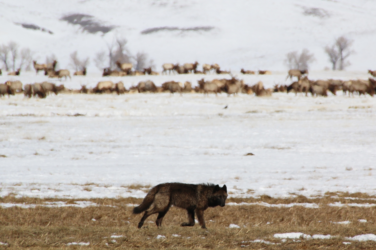 Female wolf dies in northwest Colorado, marking fourth death this year ...