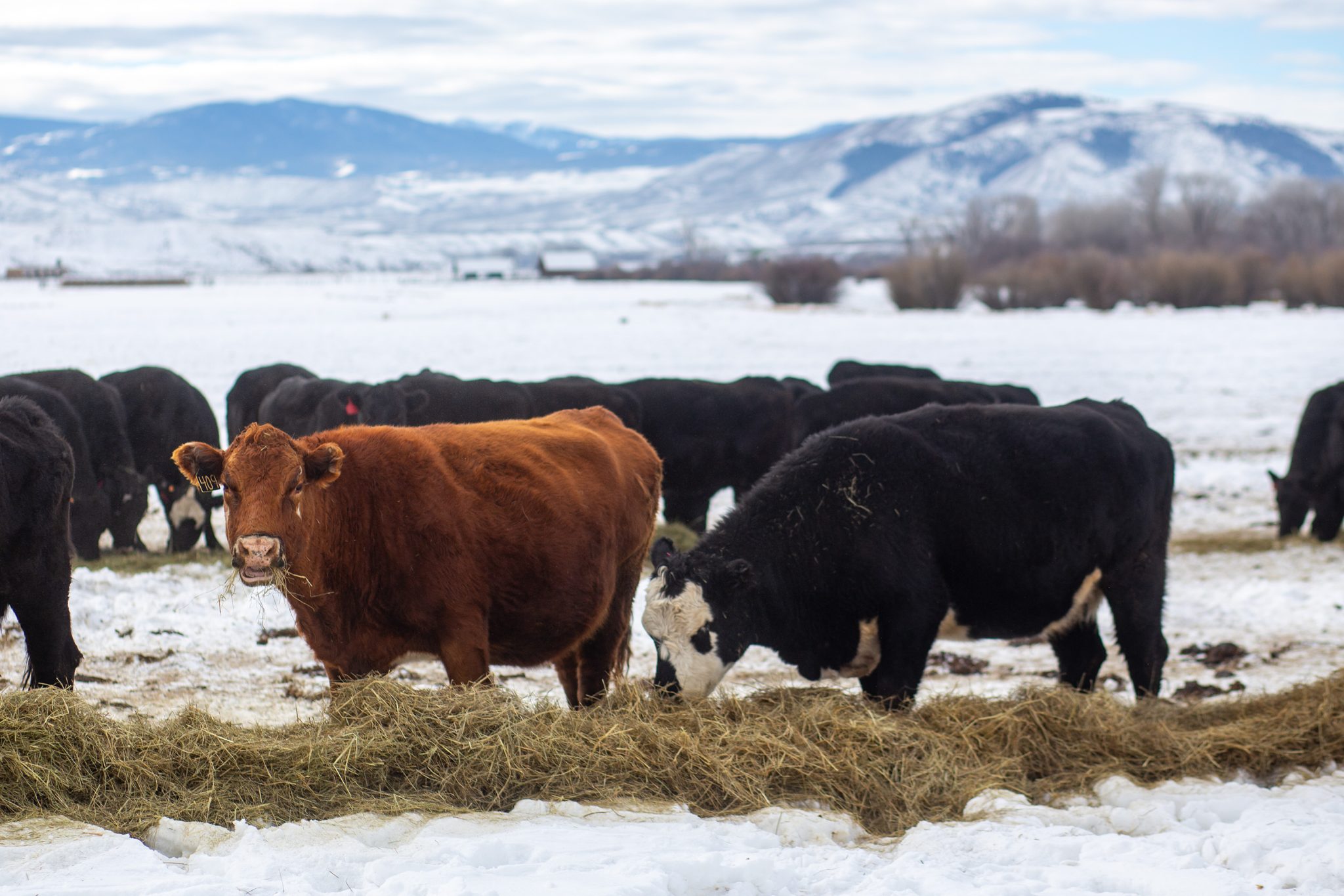 Colorado’s range rider program is bringing help directly to producers ...