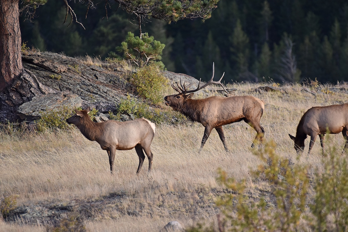 Leftover big game hunting licenses go on sale Tuesday | CraigDailyPress.com
