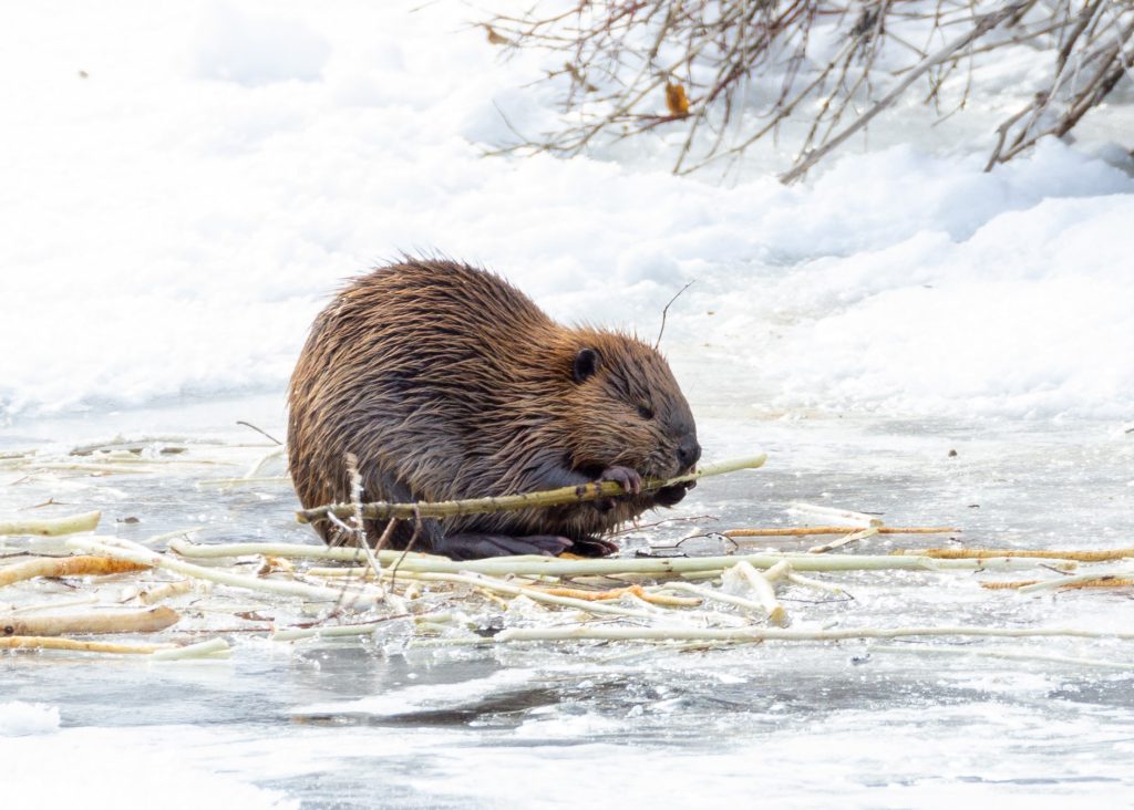 A wildfire-focused bill to ban beaver hunting on public lands dies in ...