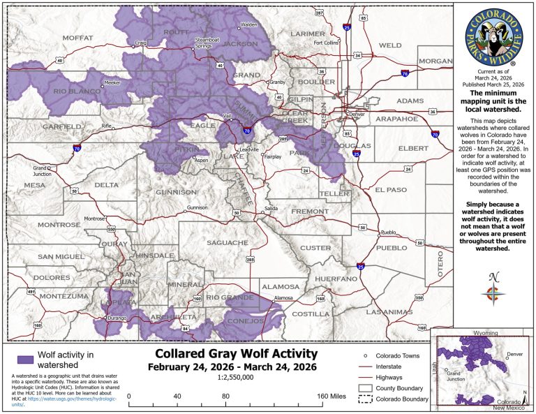 Wolf activity condenses in northwest Colorado as one wolf explores in ...