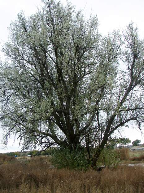 Weed Spotlight: Russian Olive Trees | TheFencePost.com