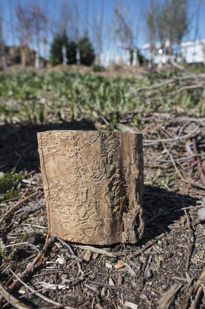 Greeley foresters bracing for the arrival of emerald ash borer ...