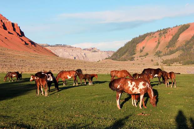 Family raises herd of 80 horses in Wyoming’s Red Hills | TheFencePost.com