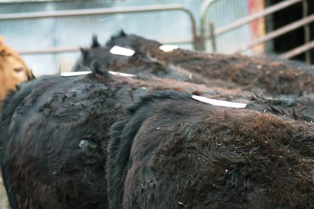 Synchronizing and artificial inseminating success depends on details ...