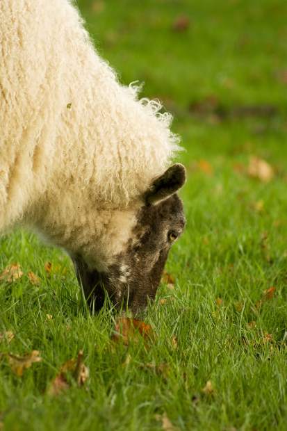 Enterotoxemia: The overeating disease in sheep and goats | TheFencePost.com