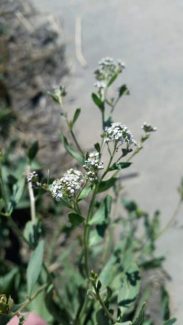 Weed Spotlight – Perennial Pepperweed | TheFencePost.com