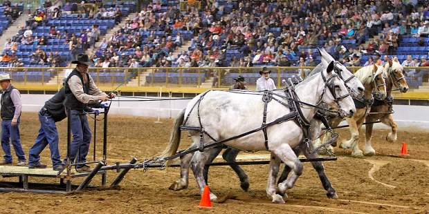 MULES GOLD Thoughts and observations from various mule owners ...