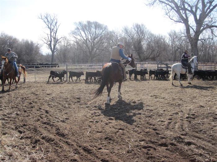 Johanson’s branding photos from the ranch | TheFencePost.com