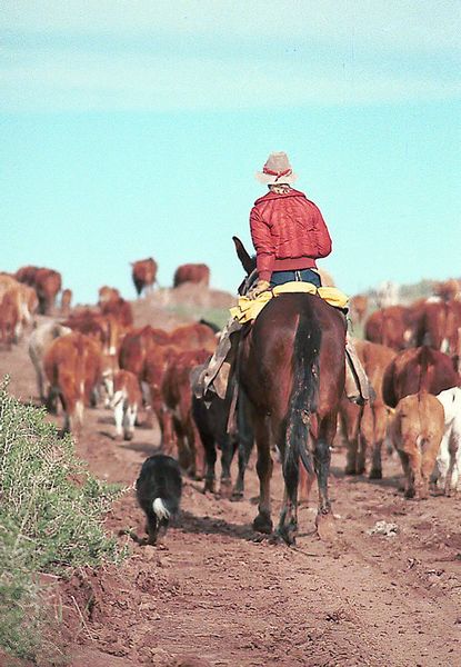 Ridin’ High with Barbara East | TheFencePost.com