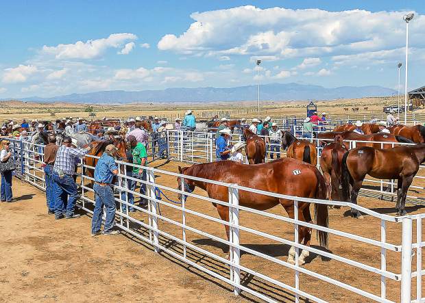 T-Cross Ranch’s horse division embraces changes, including introduction ...