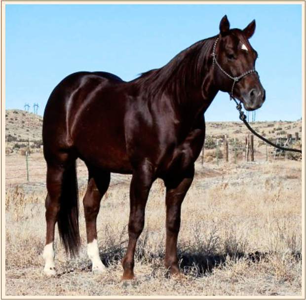 T-Cross Ranch’s horse division embraces changes, including introduction ...