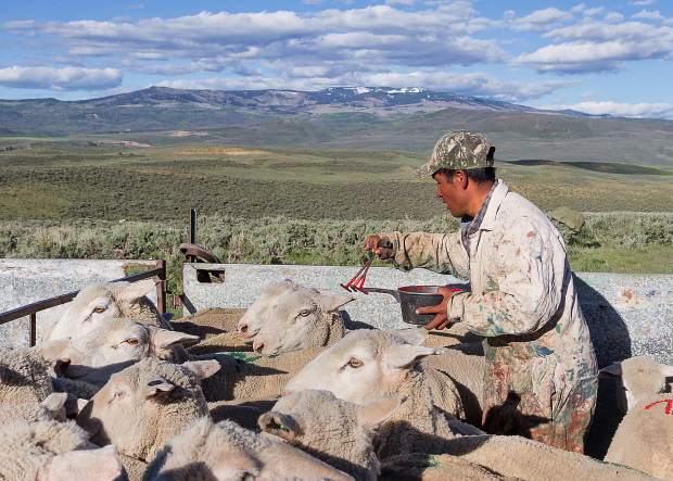 A closer look: Spring docking at the Villard ranch | TheFencePost.com