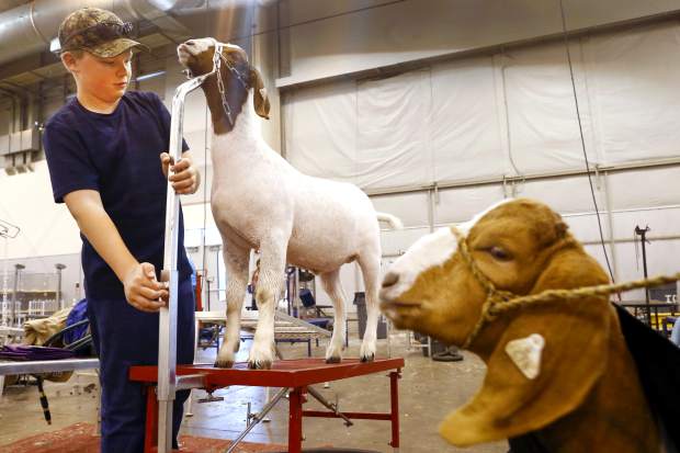 Rookies, veterans alike see success at Weld County Fair goat show ...