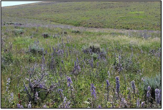 Protect against livestock losses from toxic larkspur; 2 ways: Manage ...