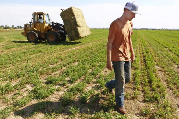 Hay harvest shows weaknesses across multiple agriculture industries ...
