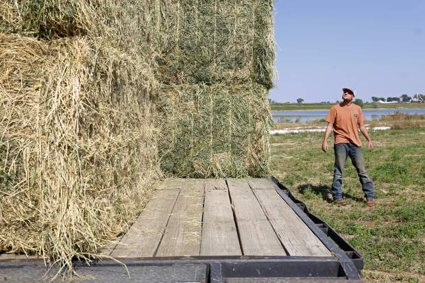 Hay harvest shows weaknesses across multiple agriculture industries ...