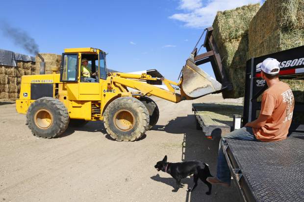 Hay harvest shows weaknesses across multiple agriculture industries ...