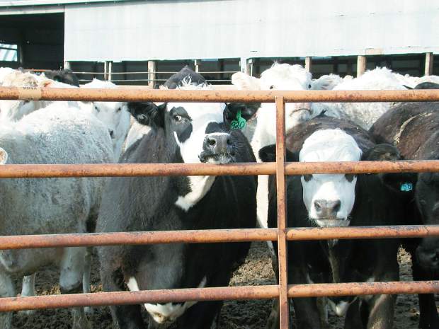 Finding the balance in backgrounding calves is always a challenge ...