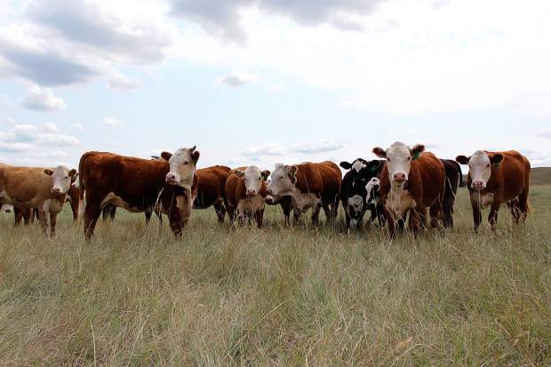 Keep heifer calves or purchase replacements? Lots of factors to ...