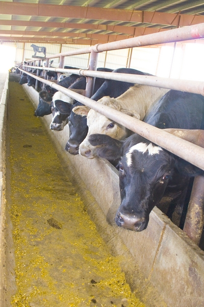 Keeping cattle calm increases productivity | TheFencePost.com