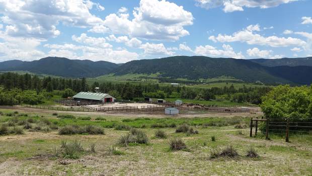 Larkspur’s Stone Pine Farm is home to champion Morgan horses ...