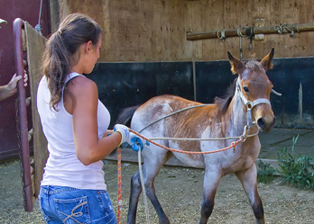 KeSa QH Ranch Prepares for the "Come to the Source" Production Sale ...