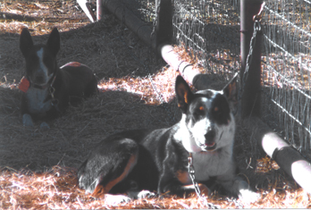 The McNab Dog | TheFencePost.com