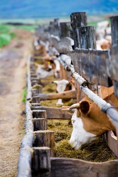 Colorado-based meatpacker remains quiet on Zilmax controversy ...