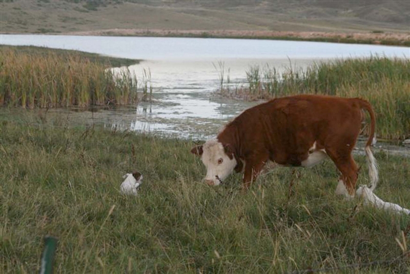 Diversification, niche markets key to success for Deer Forks Ranch ...