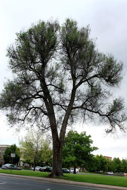 Front Range trees experience setback in spring growth | TheFencePost.com