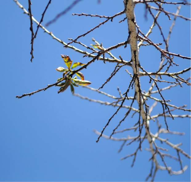 Front Range trees experience setback in spring growth | TheFencePost.com