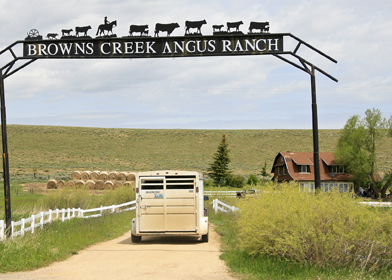 It’s branding time at the Browns Creek Angus Ranch in Laramie, Wyoming ...