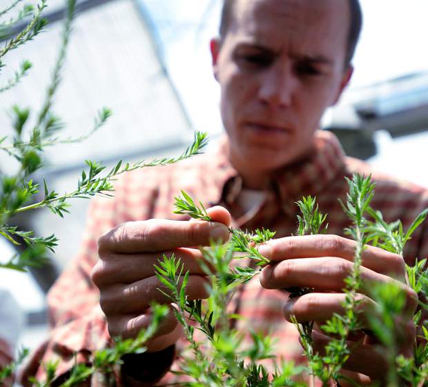 CSU researchers tackle super weeds tumbling across the Colorado plains ...