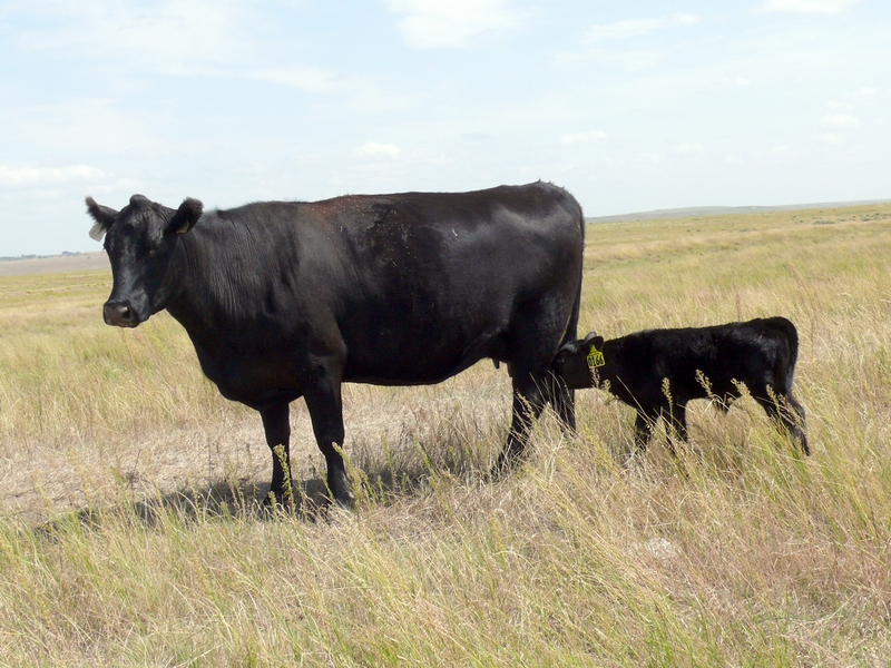 Bear Mountain Angus relocate their Registered Angus and Charolais ...