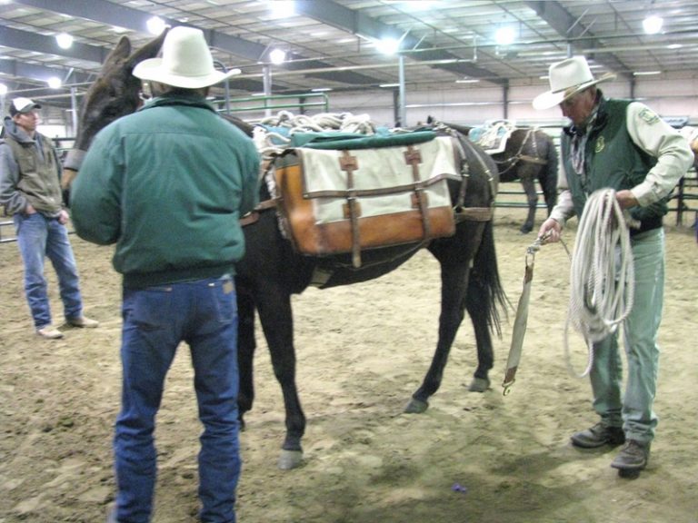 Pack Mules 101 | TheFencePost.com