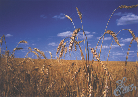 Fall/Harvest Photo Contest Winners | TheFencePost.com