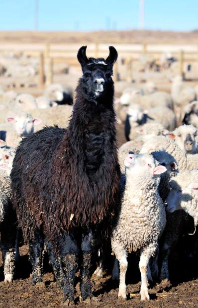 Weld County llamas: guardians of the galaxy, or at least sheep ...