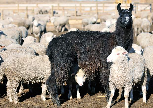 Weld County llamas: guardians of the galaxy, or at least sheep ...