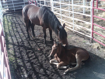 J Bar J Rodeo Company – Among the elite in the business | TheFencePost.com