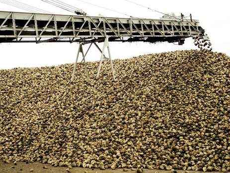 Northern Colorado sugar beet crop expected to produce average yields ...