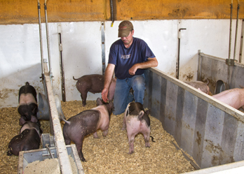 Simpson Livestock in Ault, Colo., continue to produce champion hogs ...