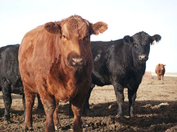 New Fed Cattle Exchange online platform will include ‘livestock ...