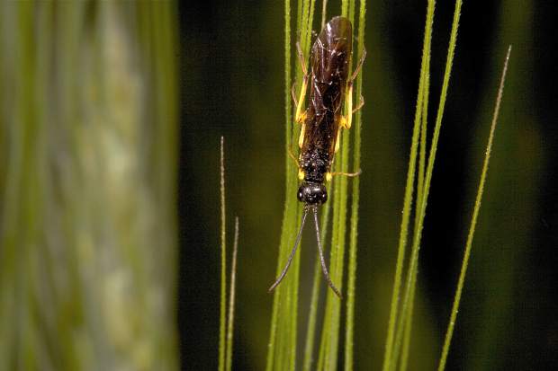 Wheat stem sawfly: Once a spring wheat pest, now attacks winter wheat ...