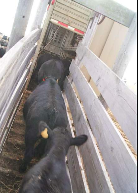 Congress passes Packers and Stockyards modernization act | TheFencePost.com