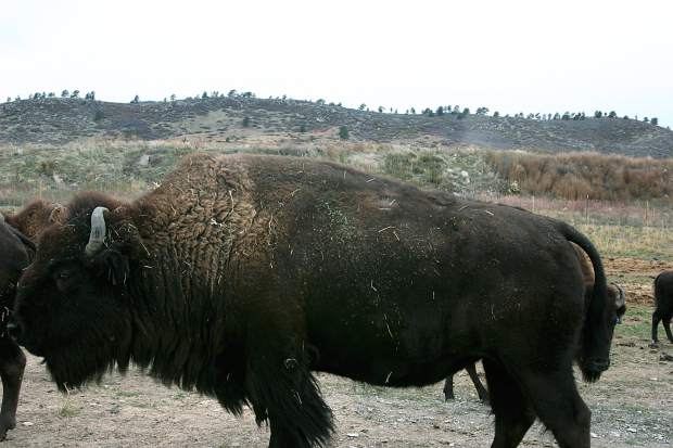 CSU releases herd of genetically pure bison into Soapstone Prairie ...
