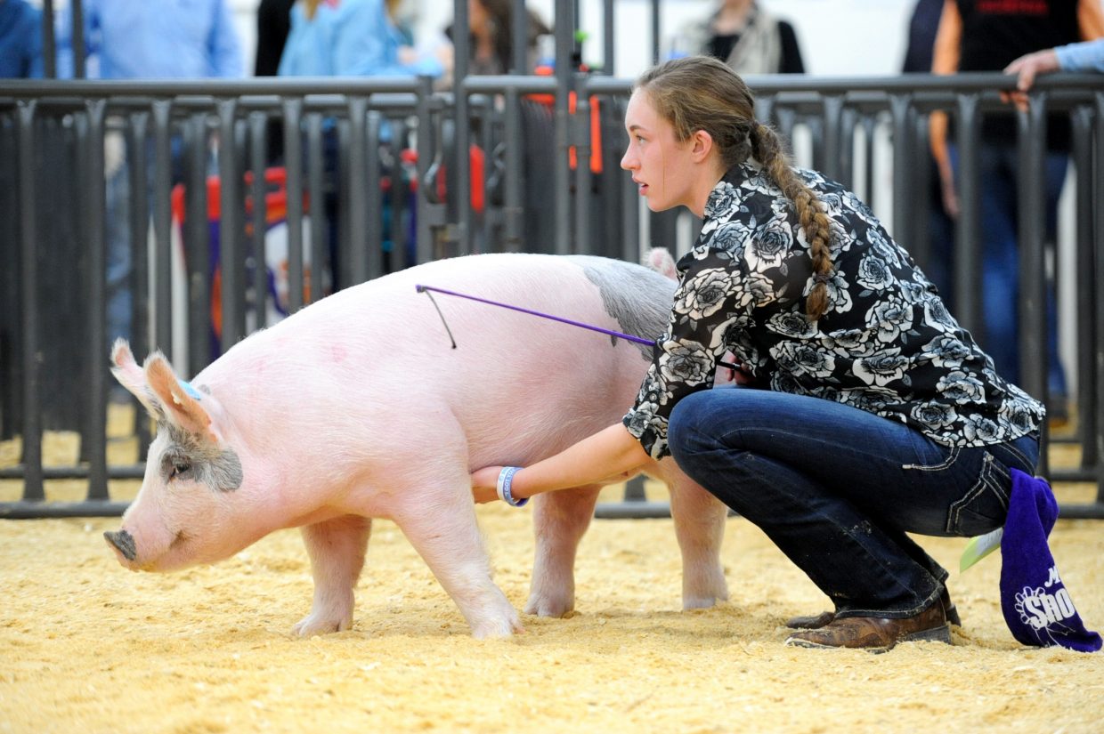 It was a crowded field during the hog show at the NWSS | TheFencePost.com